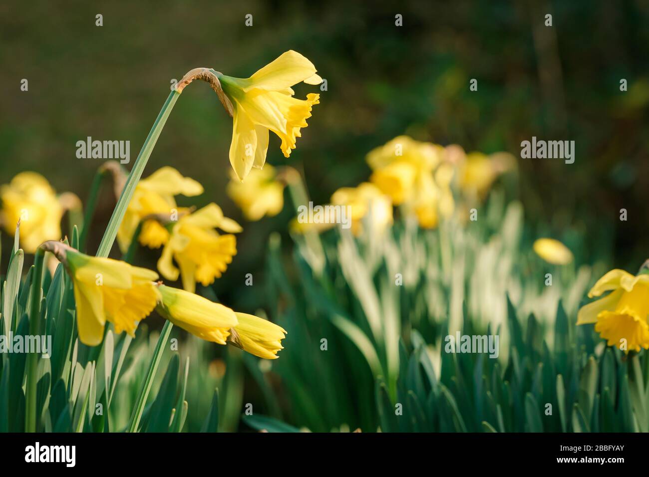 Daffodils chilling in the early Spring sunshine Stock Photo - Alamy