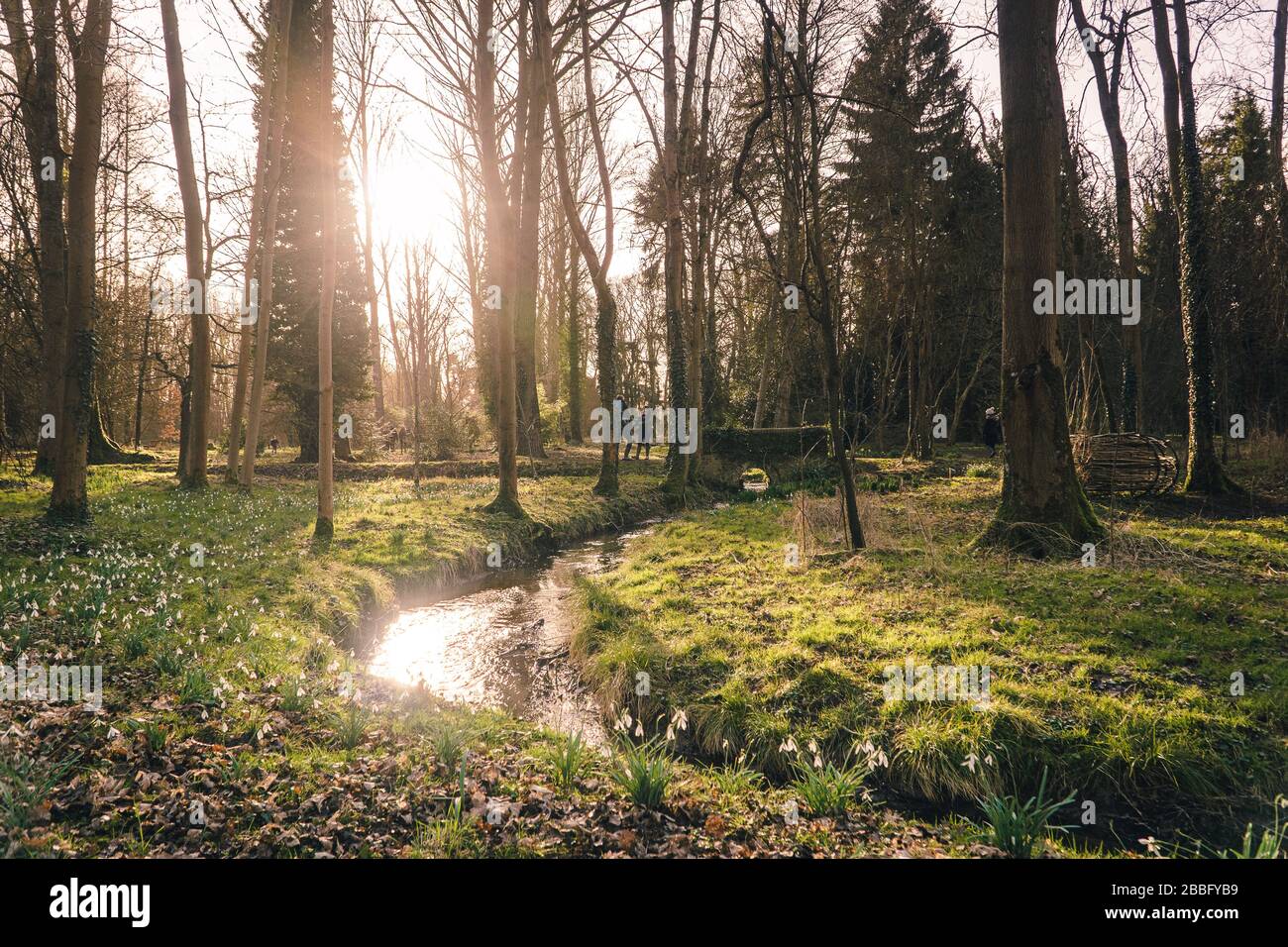 Sunlight bouncing off a stream in woodland Stock Photo - Alamy