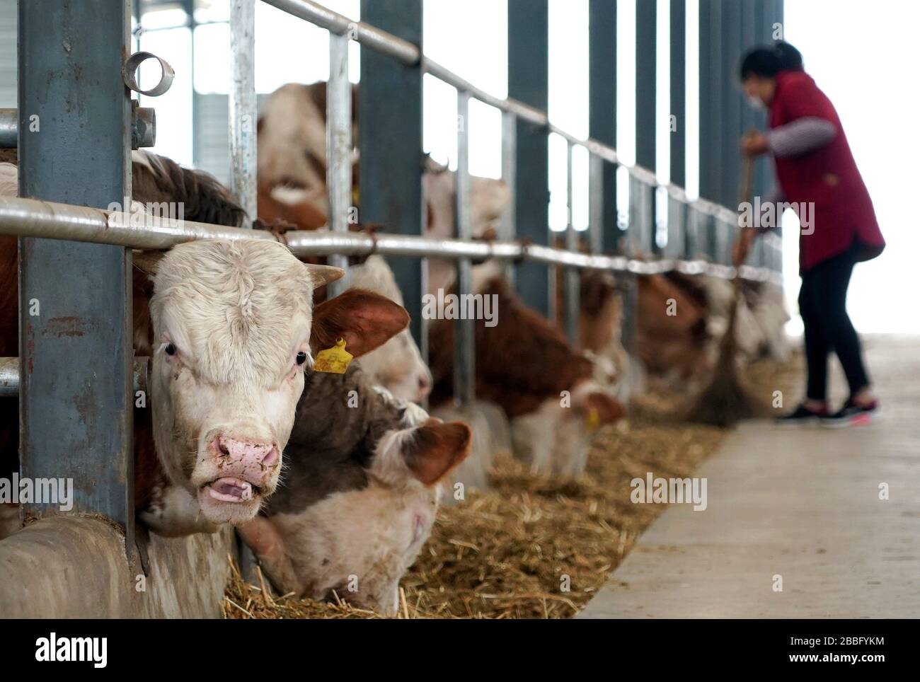 Xinyang, China's Henan Province. 31st Mar, 2020. A staff member works ...