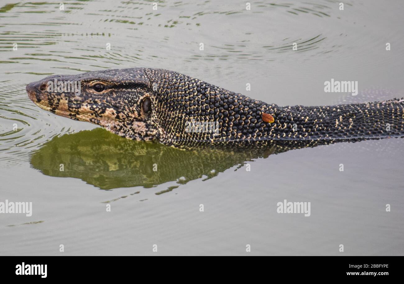 Large Water Monitor, Ayutthaya 110120 Stock Photo - Alamy