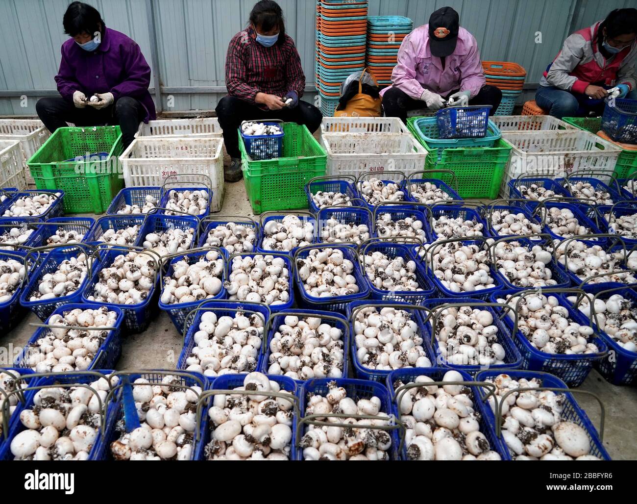 We are helping plantations hi-res stock photography and images - Alamy