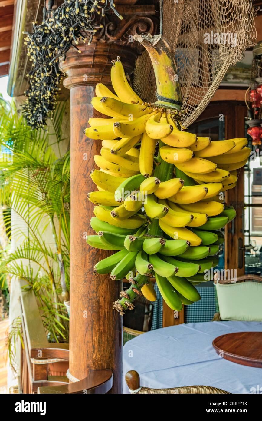 A bunch of ripe bananas hangs under the ceiling of the restaurant under ...