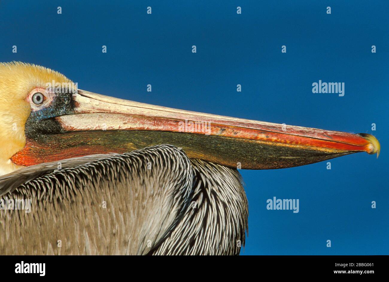 Brown Pelican, Pelecanus occidentalis californicus, male with red ...