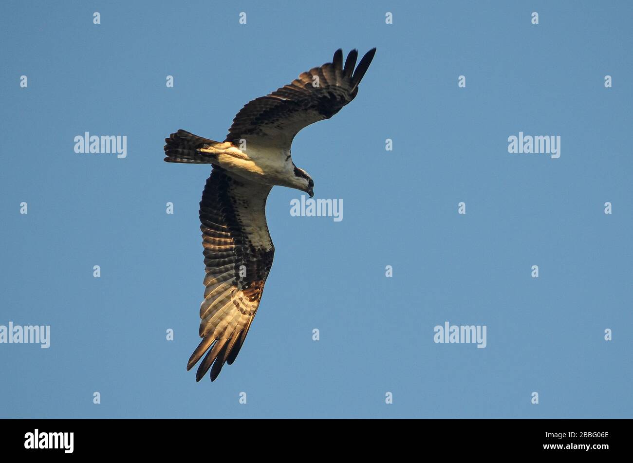 Osprey in Flight Stock Photo - Alamy