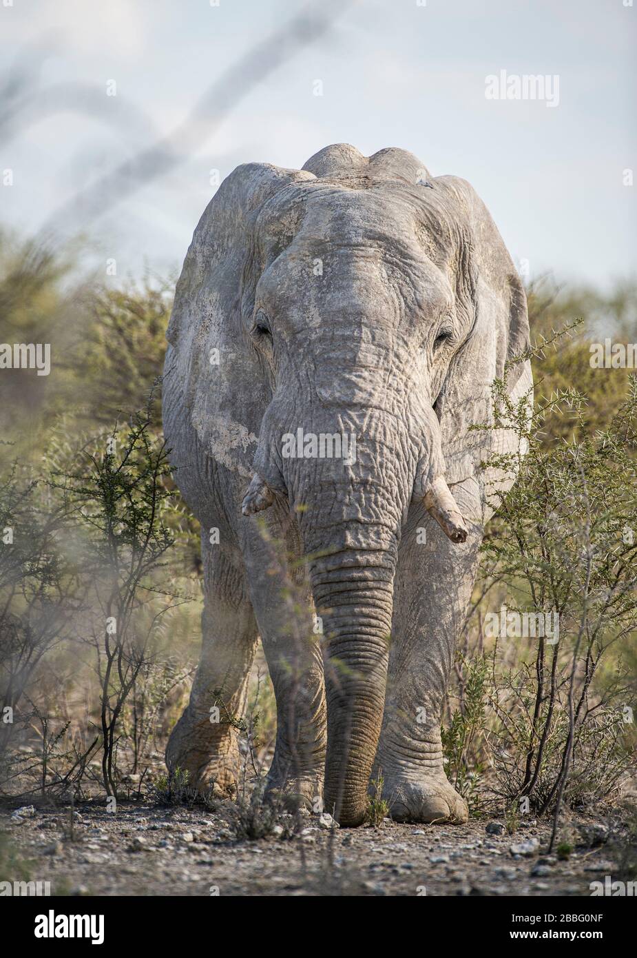 Elephant ghost hi-res stock photography and images - Alamy