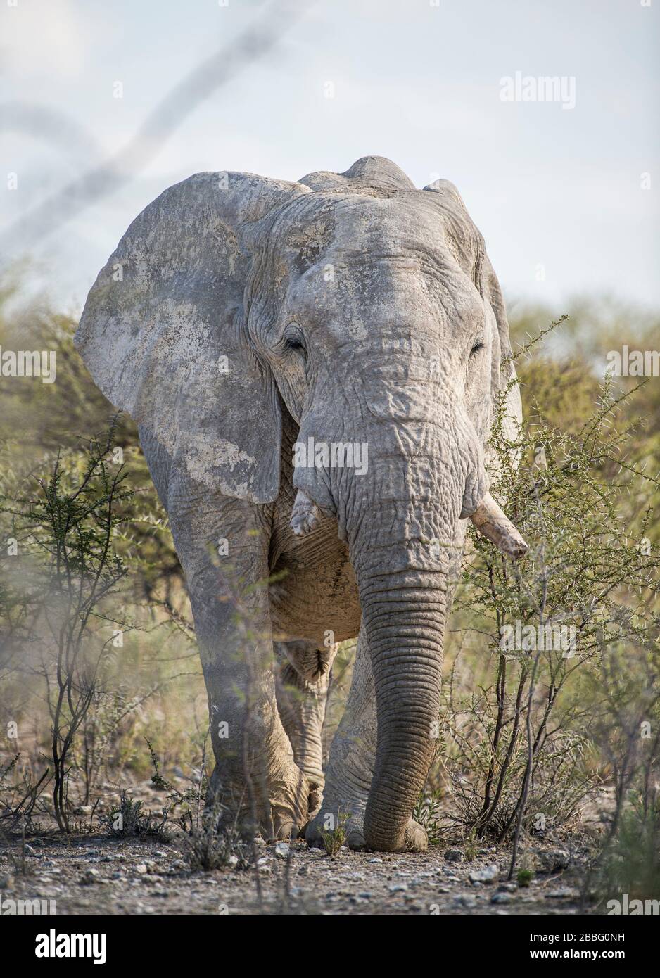 Elephant ghost hi-res stock photography and images - Alamy