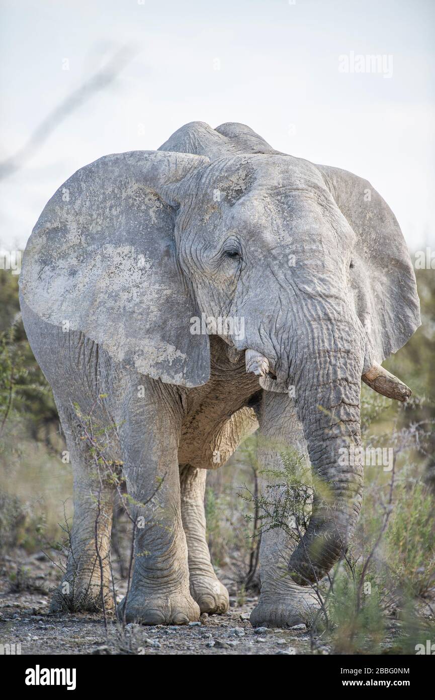 Ghost elephant hi-res stock photography and images - Alamy