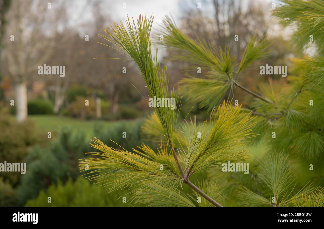 Golden Yellow Foliage of a Pine Tree (Pinus strobus 'Louie') in a ...