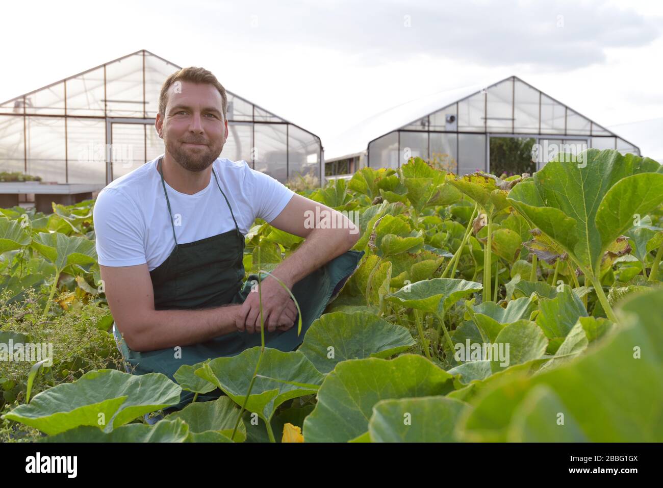 farmer harvests zucchini on a vegetable field of the farm Stock Photo ...