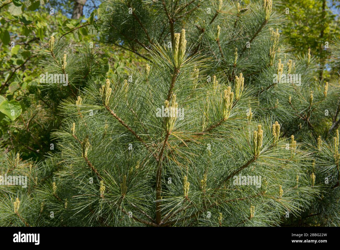 Spring Foliage of a Dwarf Eastern White Pine Tree (Pinus strobus ...