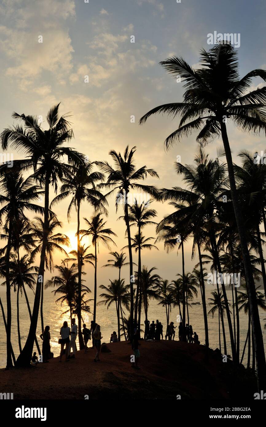 Sri Lanka, Mirissa, coconut tree hill at sunset Stock Photo - Alamy