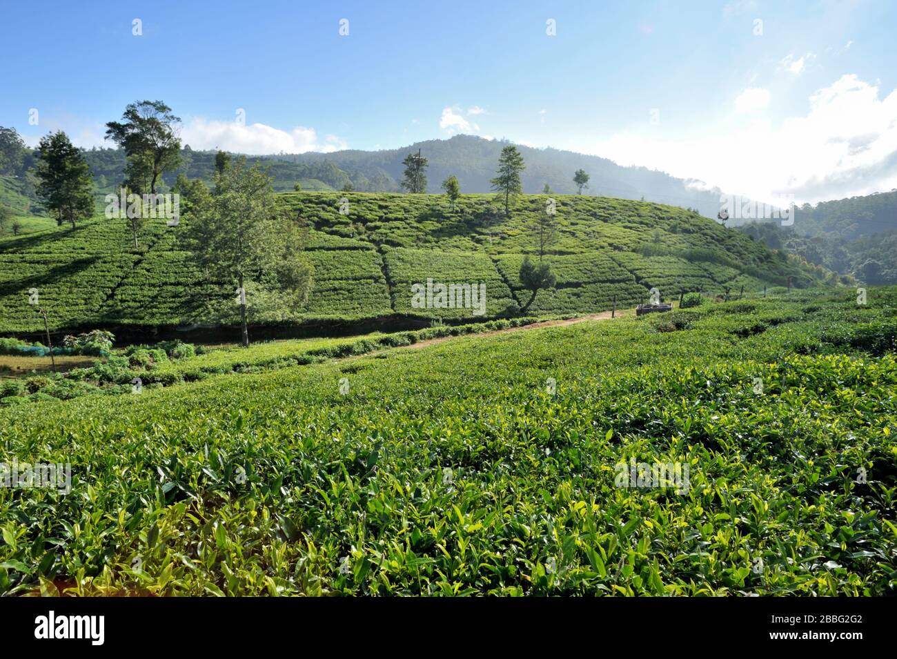 Tea plantation sri lanka hi-res stock photography and images - Alamy