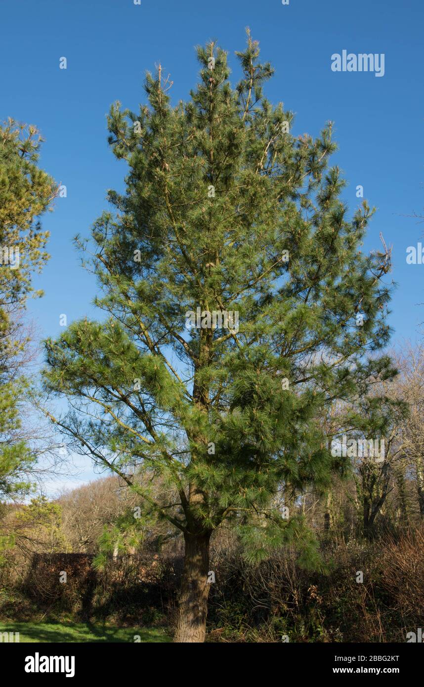 Green Foliage and Cones on an Evergreen Conifer Monterey Pine Tree ...