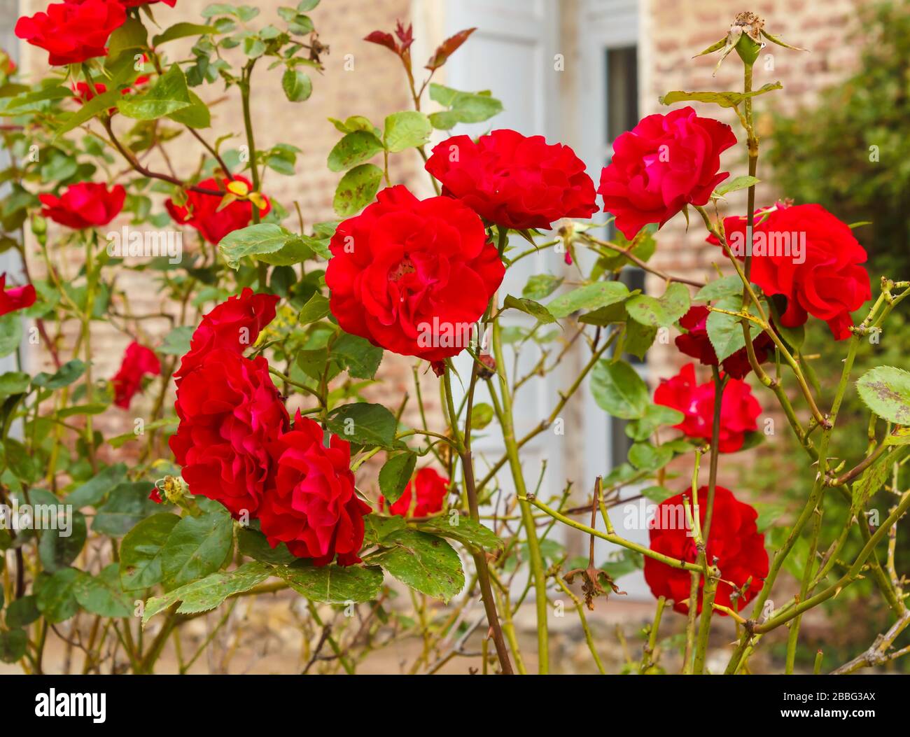 an explosion of blooming coloured roses Stock Photo - Alamy