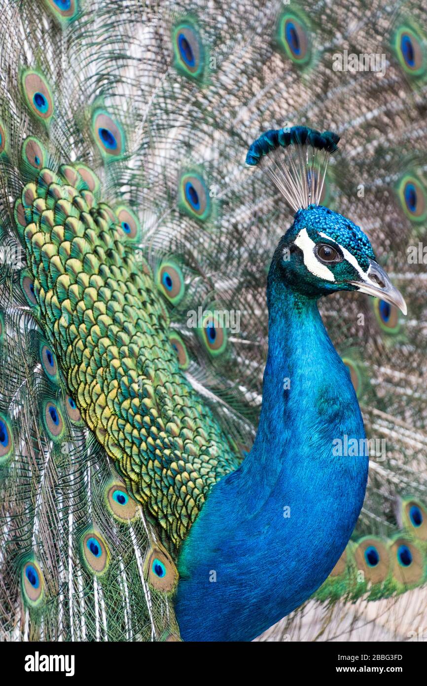 A Beautiful Peacock Displaying His Magnificent Feathers To Attract A