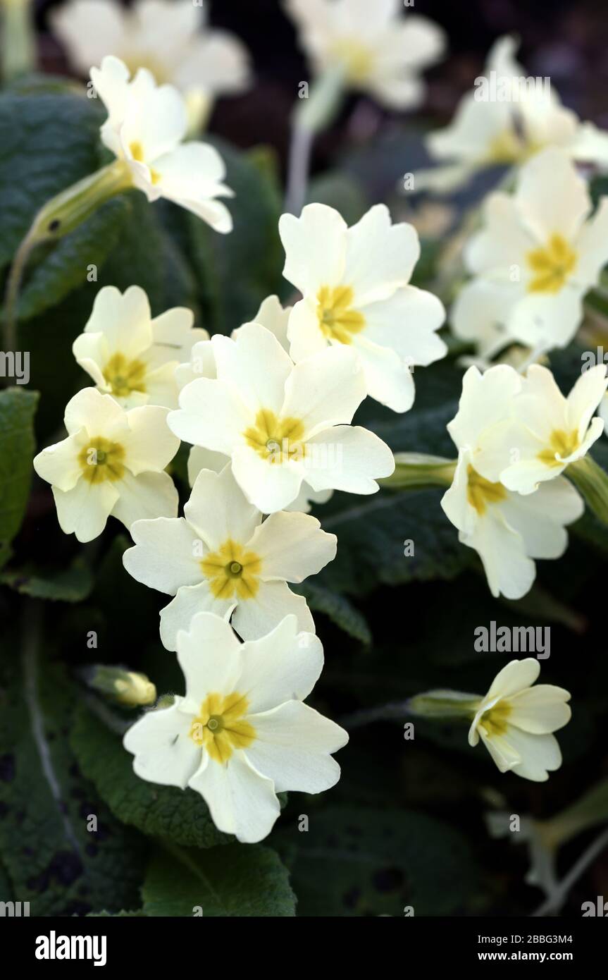 White primrose hi-res stock photography and images - Alamy