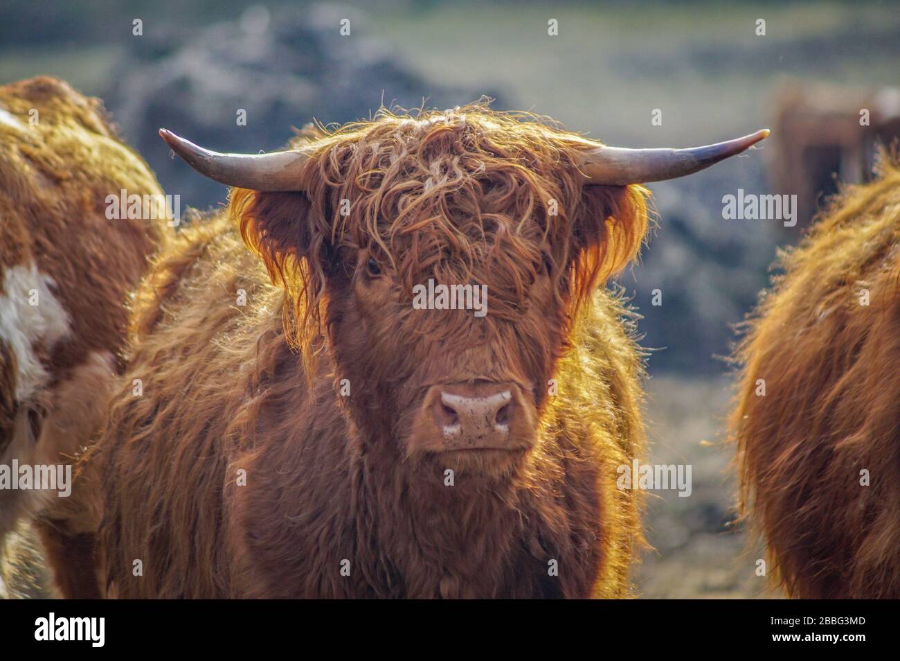Light Brown Cattle High Resolution Stock Photography and Images - Alamy