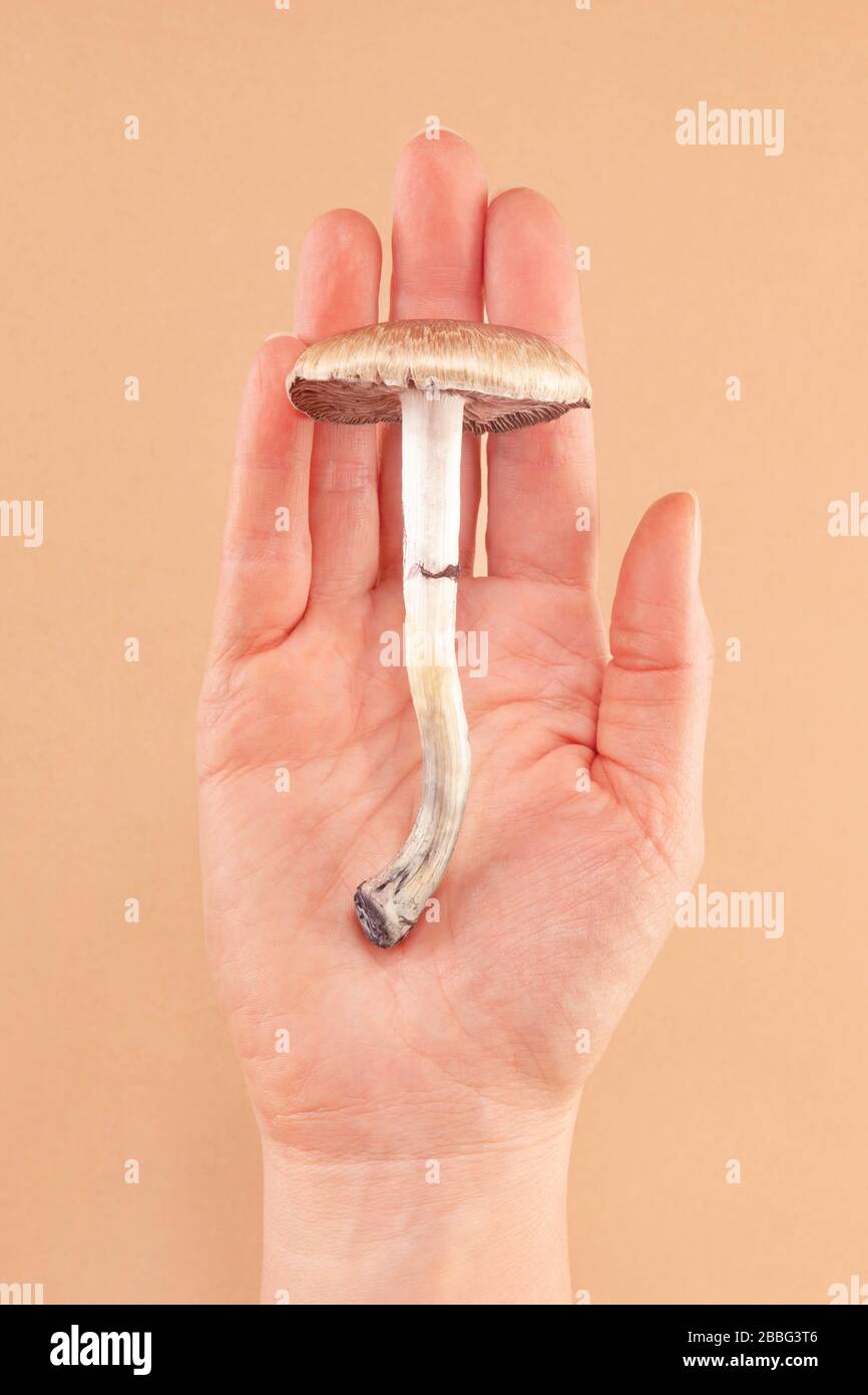 Psilocybe cubensis hi-res stock photography and images - Alamy