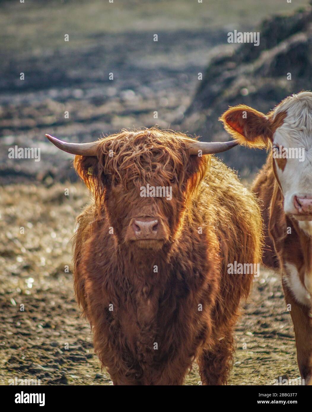 Light Brown Cattle High Resolution Stock Photography and Images - Alamy