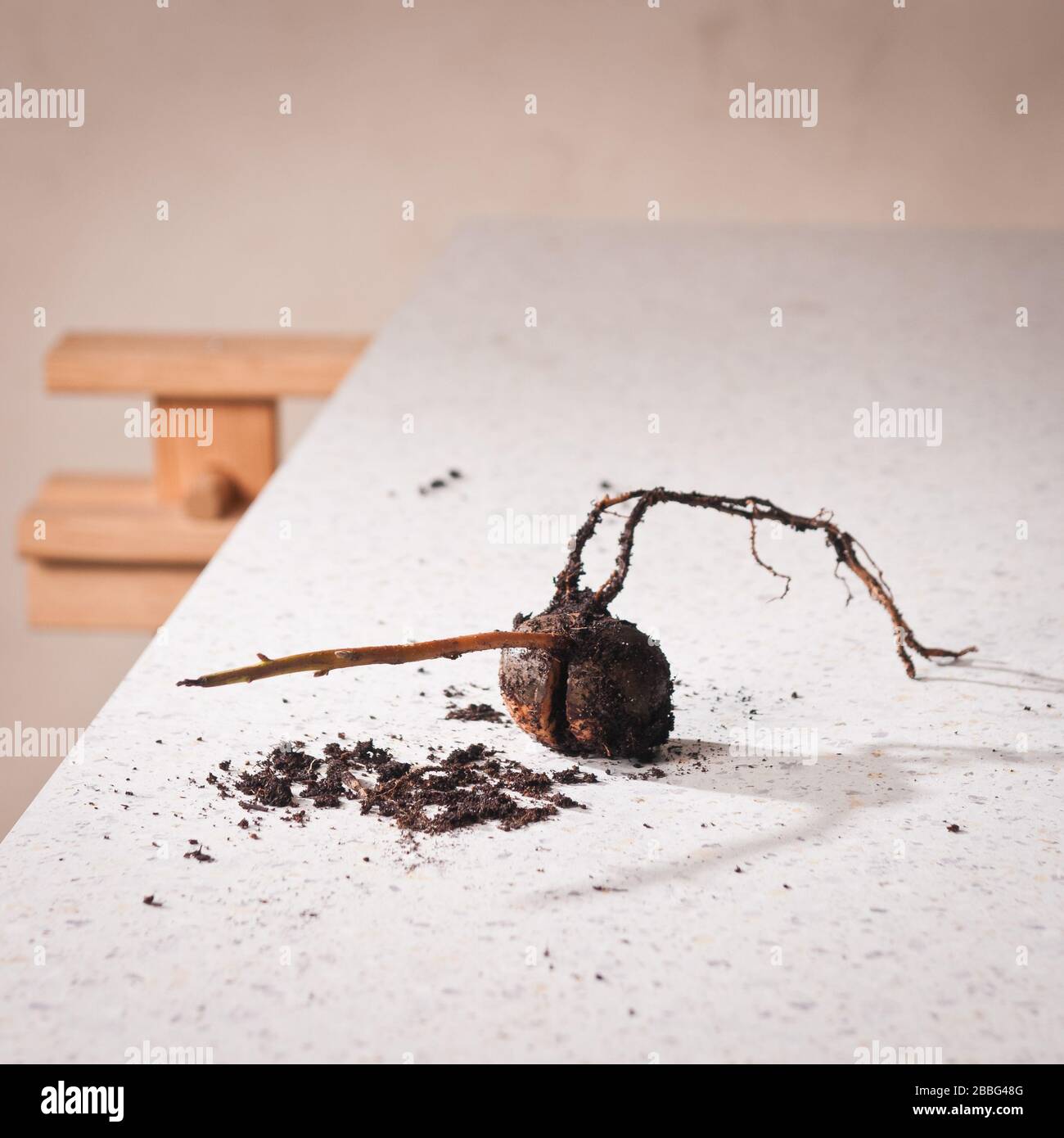 Roots Plants , Still Life on studio Stock Photo - Alamy
