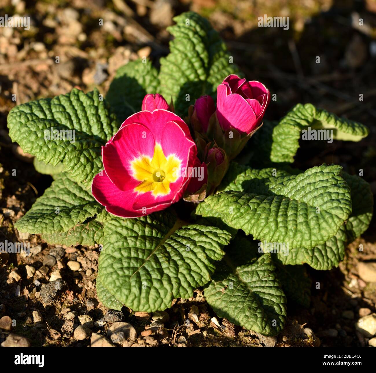 Primrose red hi-res stock photography and images - Alamy