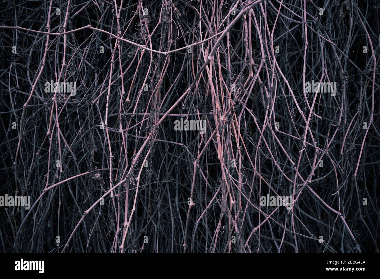 Dead hedge fence hi-res stock photography and images - Alamy