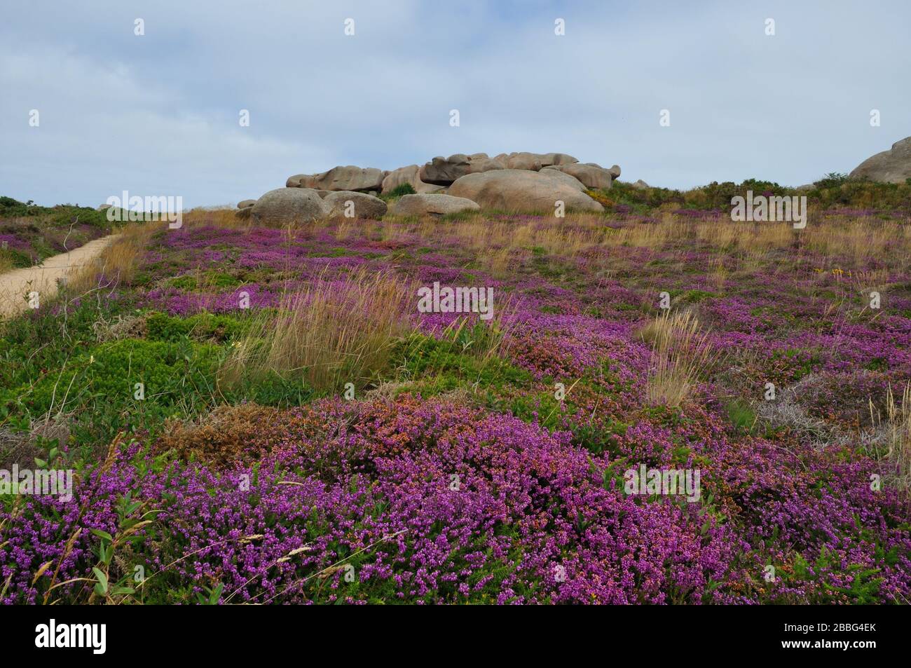 Heather and rock on the pink granite coast in Brittany Stock Photo - Alamy