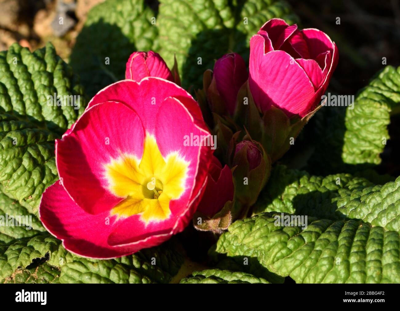 Primrose red hi-res stock photography and images - Alamy