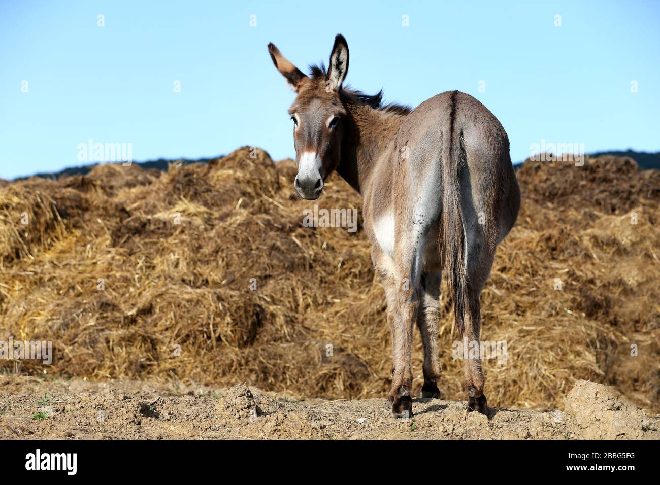 Donkey outdoors in nature under blue sky summertime Stock Photo - Alamy