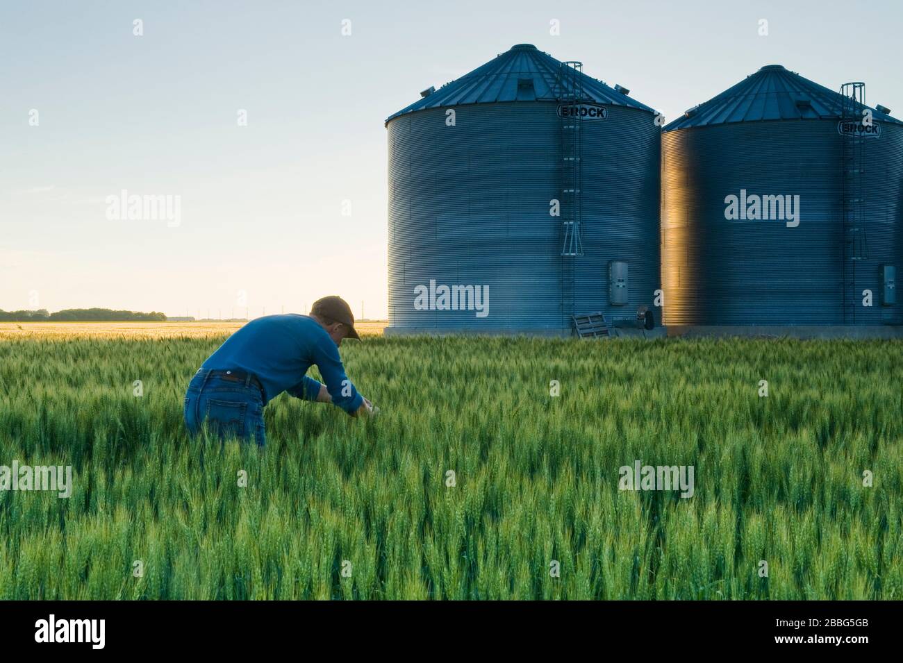 Grain image background hi-res stock photography and images - Alamy