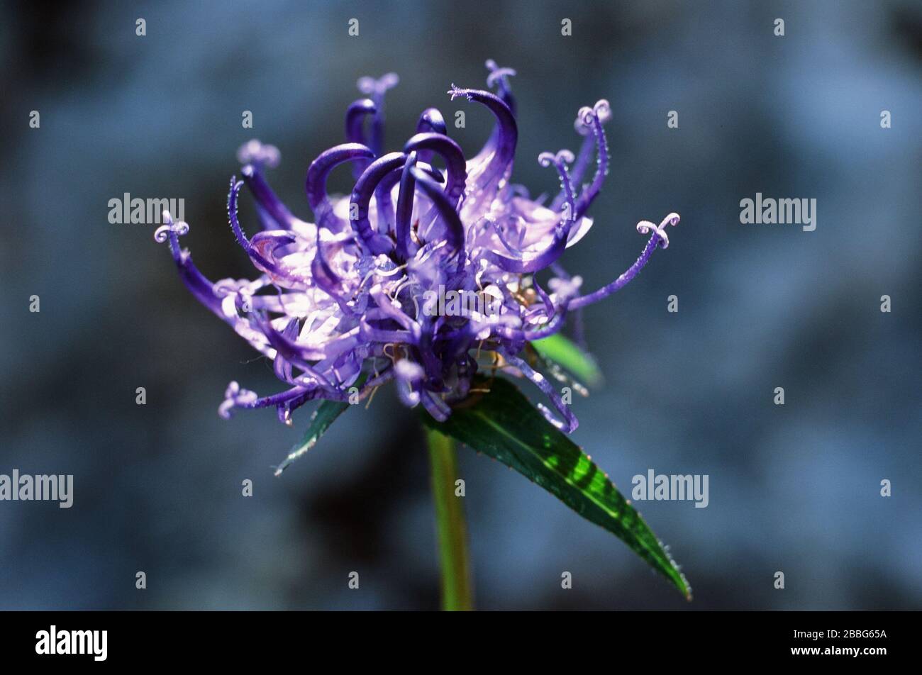 Dark rampion hi-res stock photography and images - Alamy