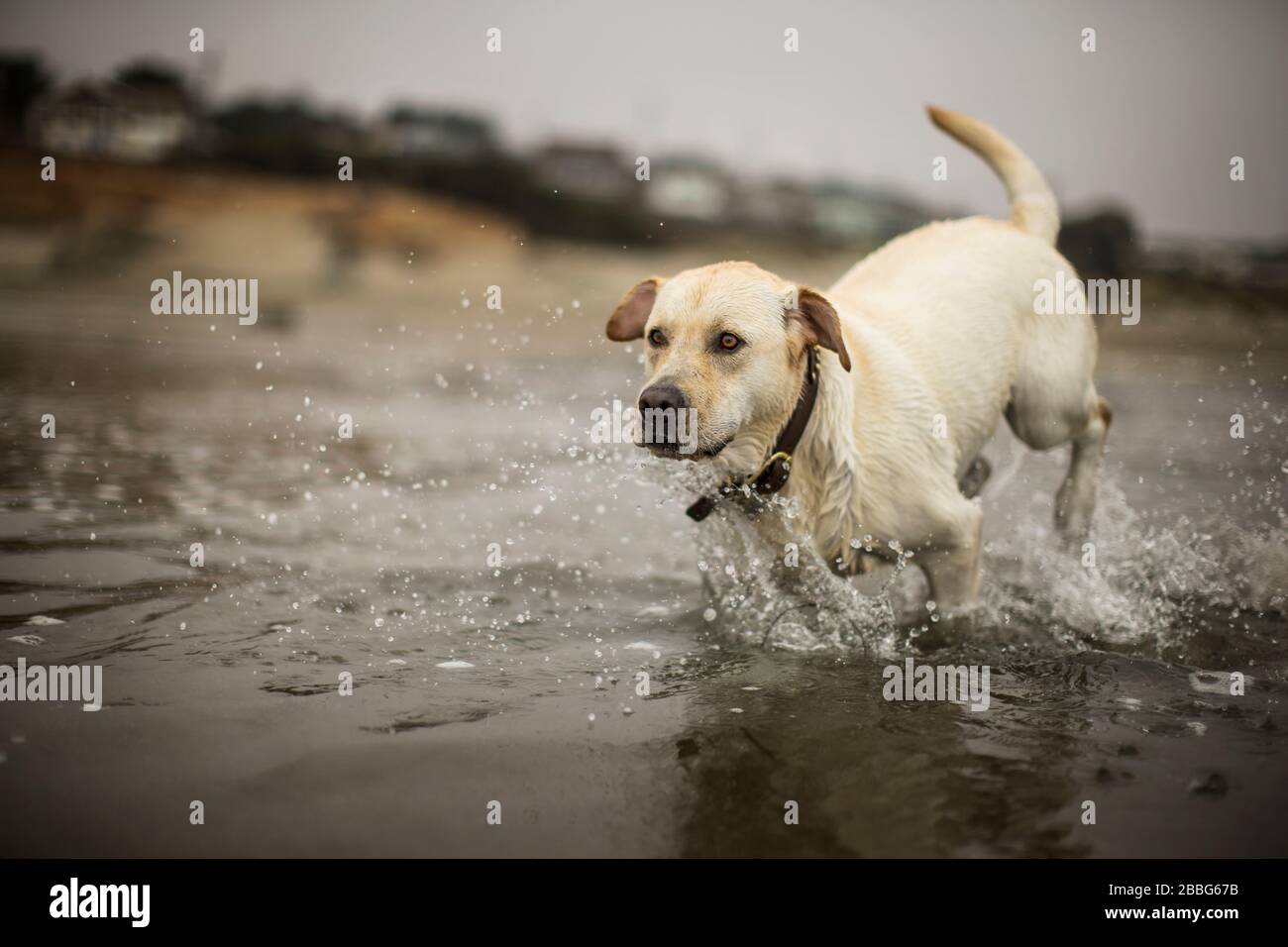 Shore of labrador sea hi-res stock photography and images - Alamy