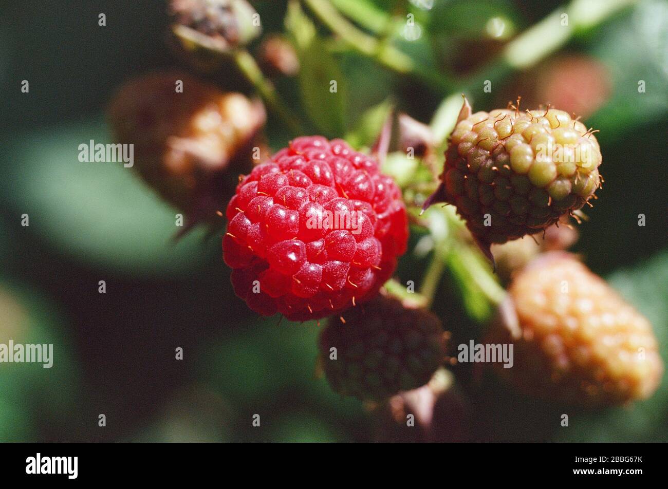 detail of Rubus idaeus or red raspberry Stock Photo - Alamy