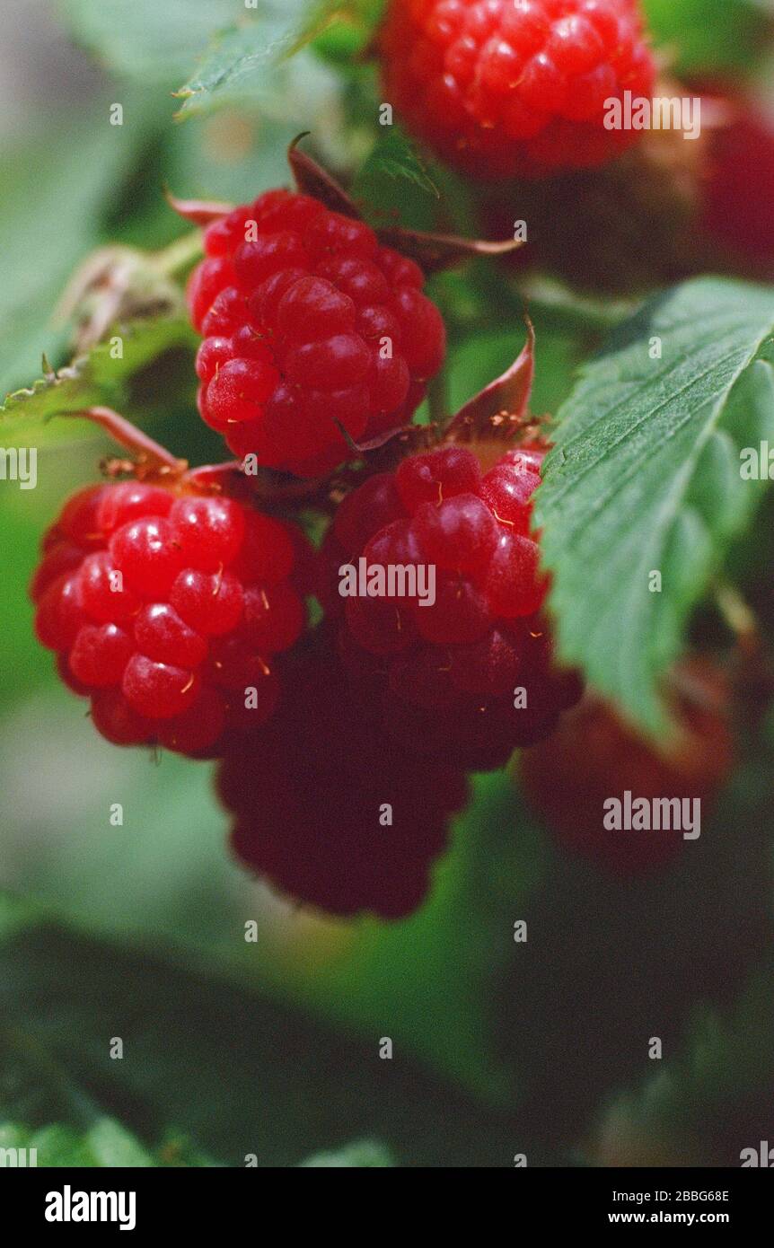 detail of Rubus idaeus or red raspberry Stock Photo - Alamy