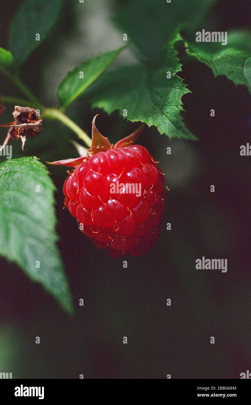 detail of Rubus idaeus or red raspberry Stock Photo - Alamy