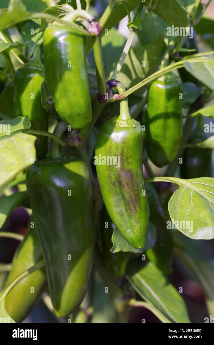 Capsicum annuum hi-res stock photography and images - Alamy