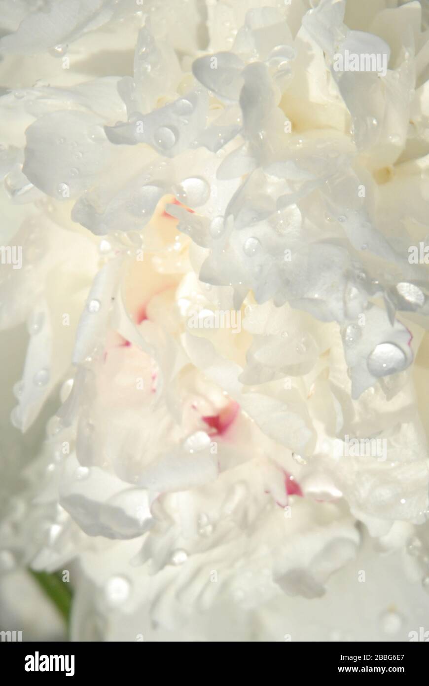 Paeony structure hi-res stock photography and images - Alamy