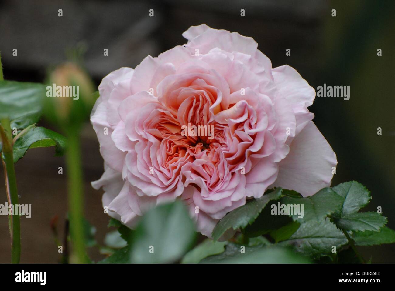 details of english roses in summer garden Stock Photo - Alamy