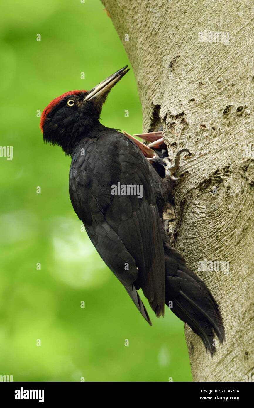 Black Woodpecker ( Dryocopus martius ) adult male in front of nesting ...