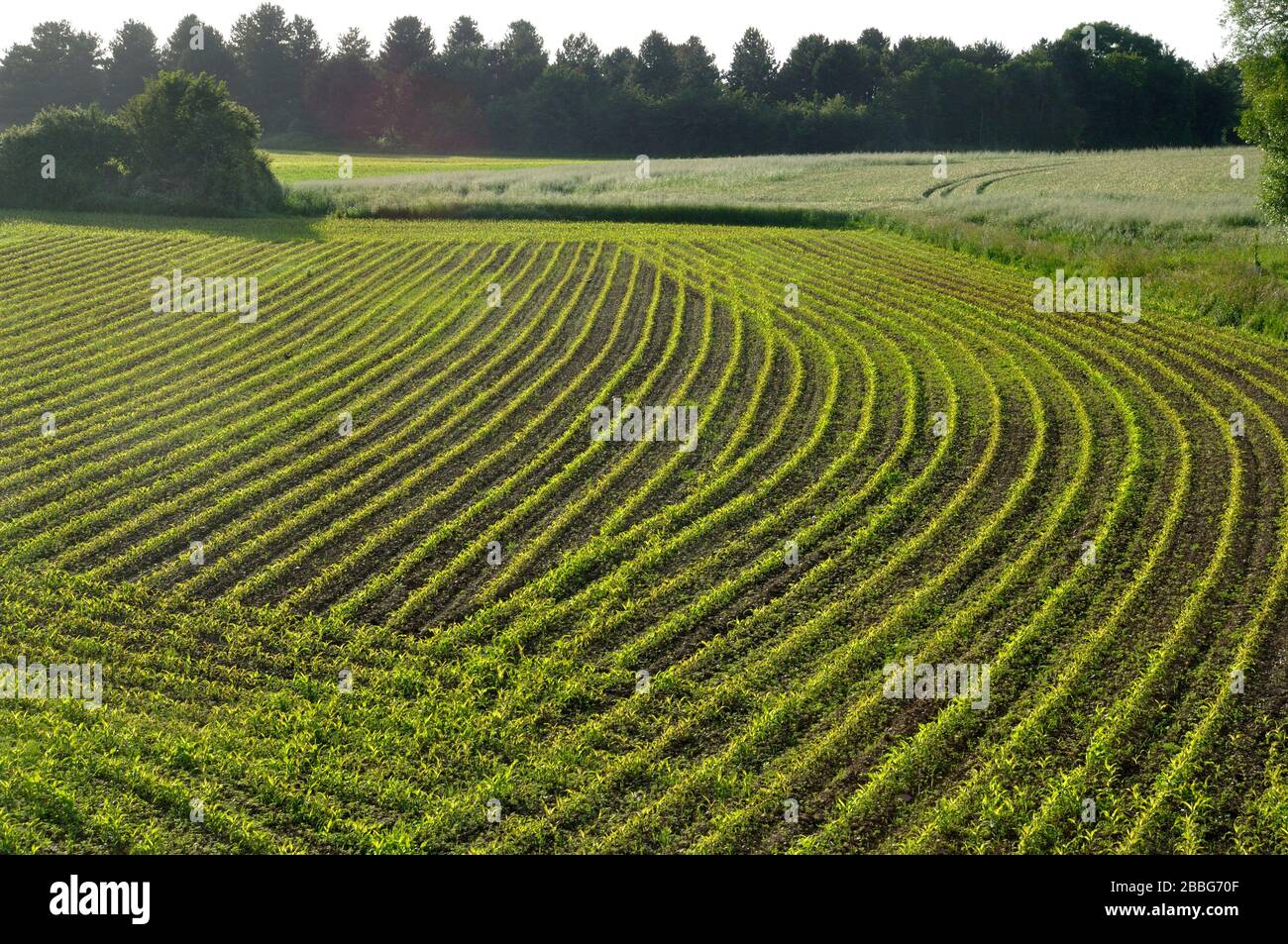 Corn field in Spring in Brittany Stock Photo - Alamy