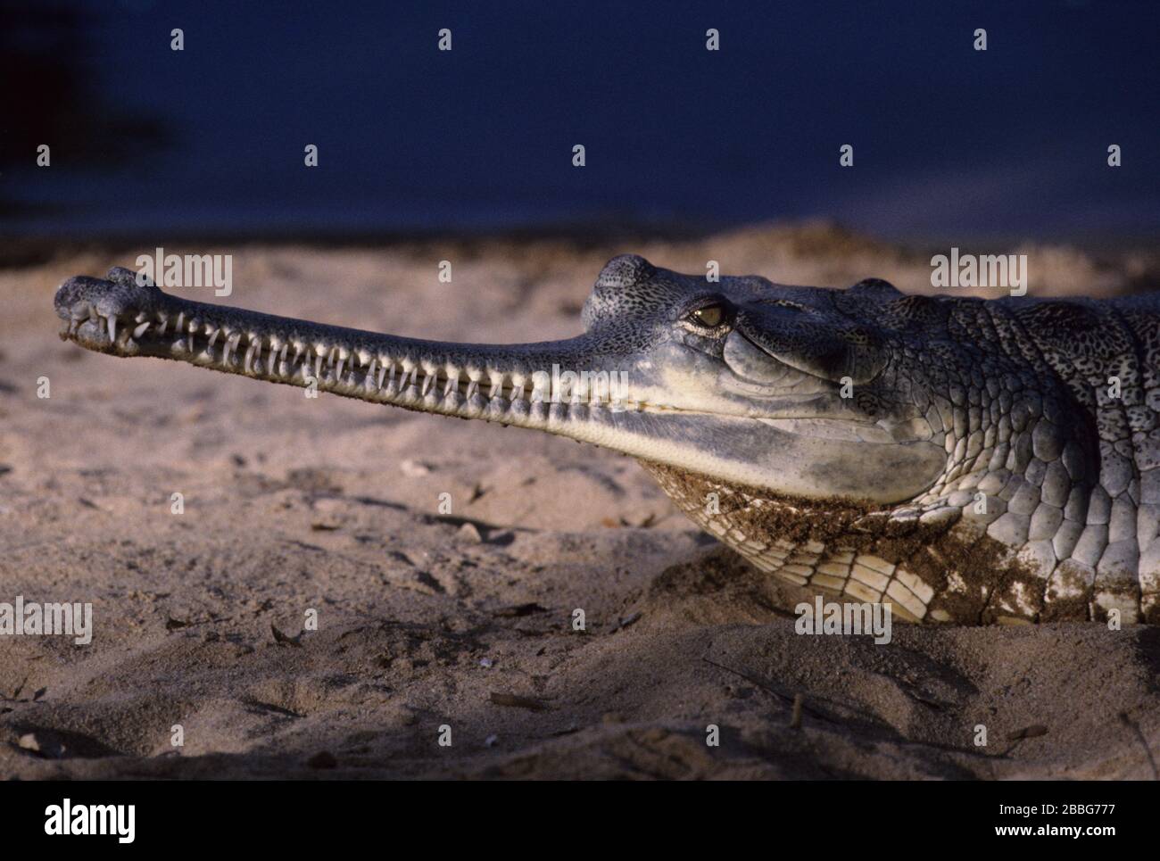 Gharial eating fish hi-res stock photography and images - Alamy