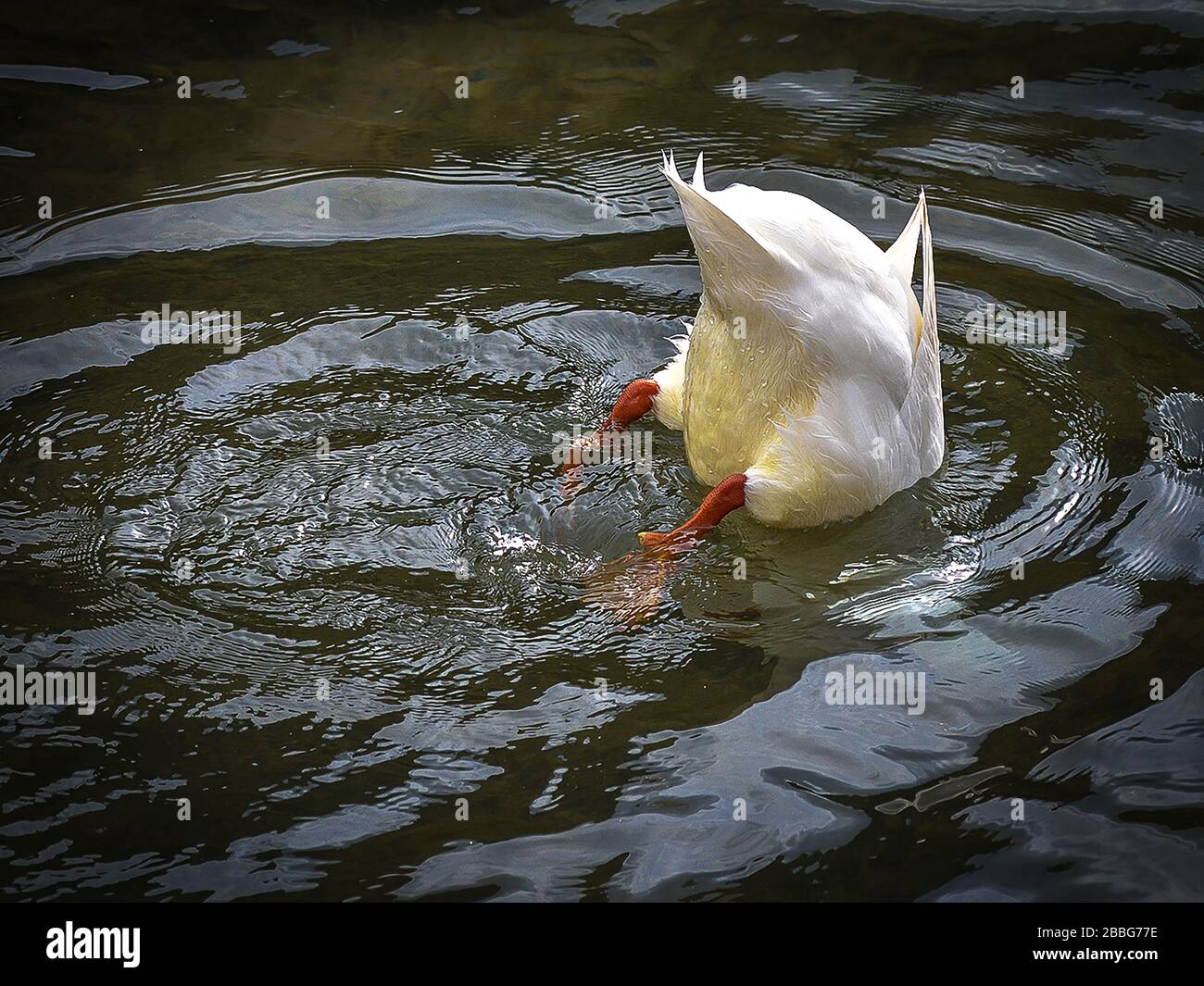 Duck, bottom up Stock Photo - Alamy