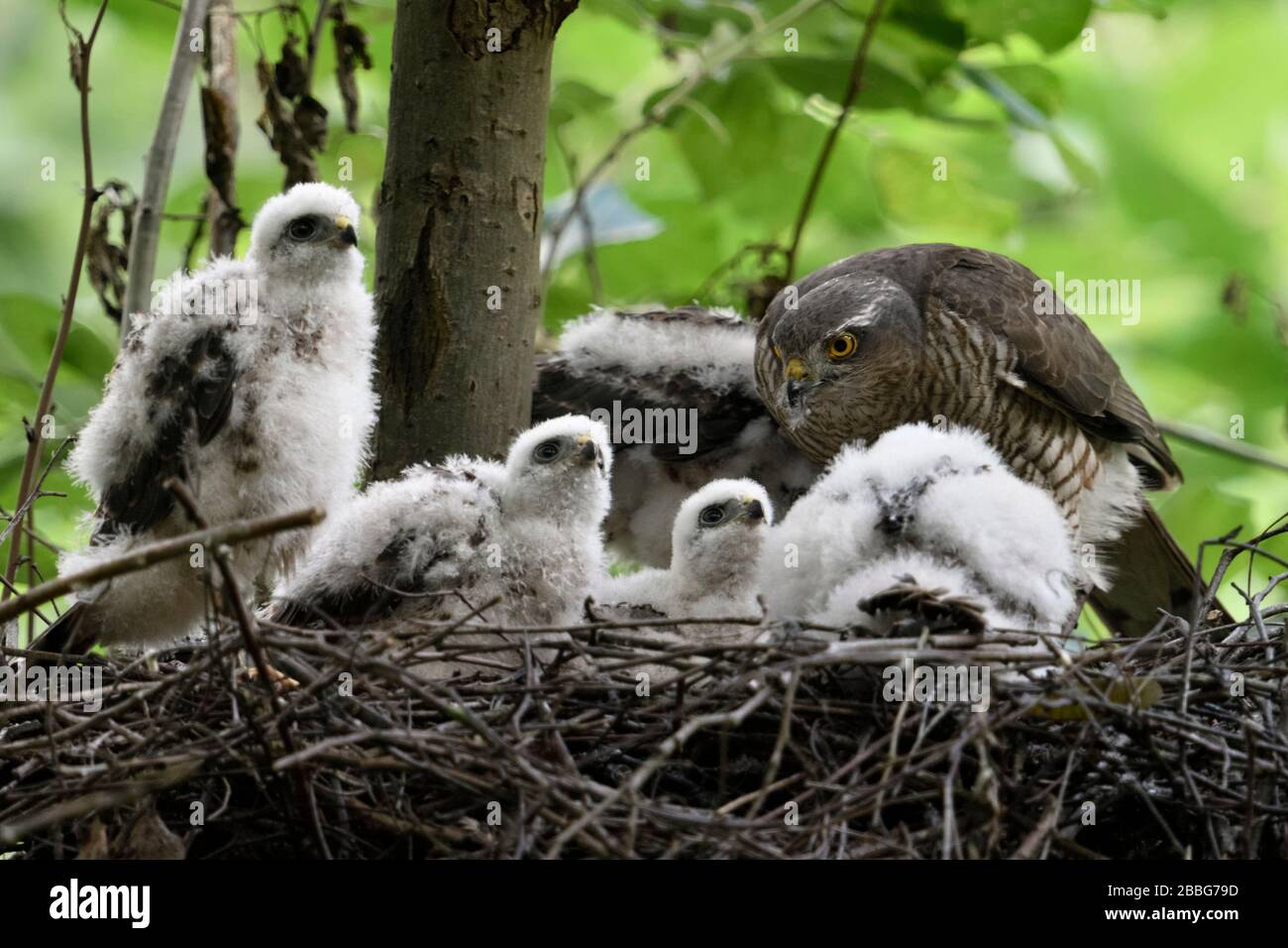 Raptor nest uk hi-res stock photography and images - Alamy
