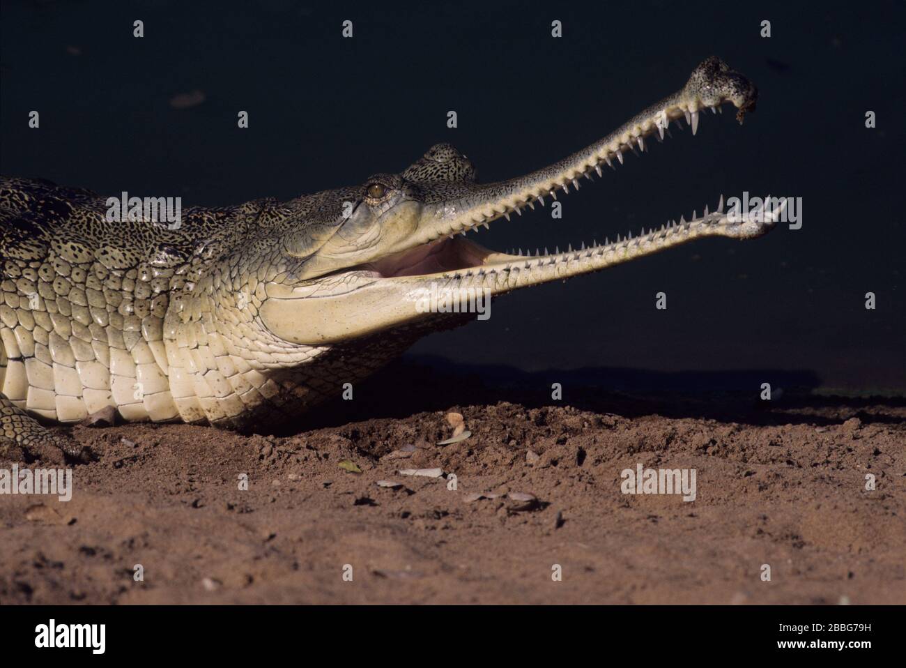Gharial (Gavialis gangeticus) fish eating, Chitwan National Park, Terai ...