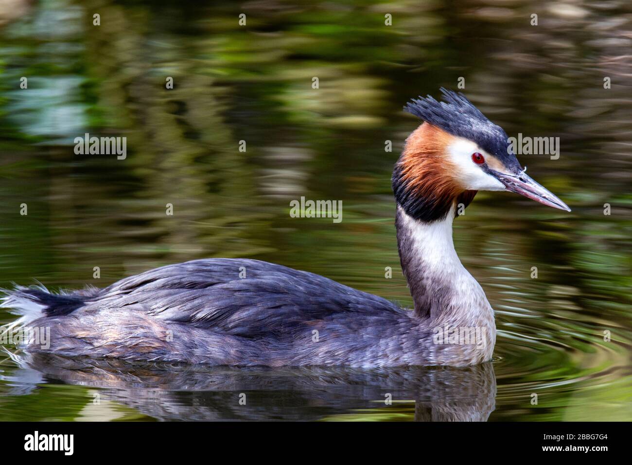 Great Crested Grebe Stock Photo - Alamy
