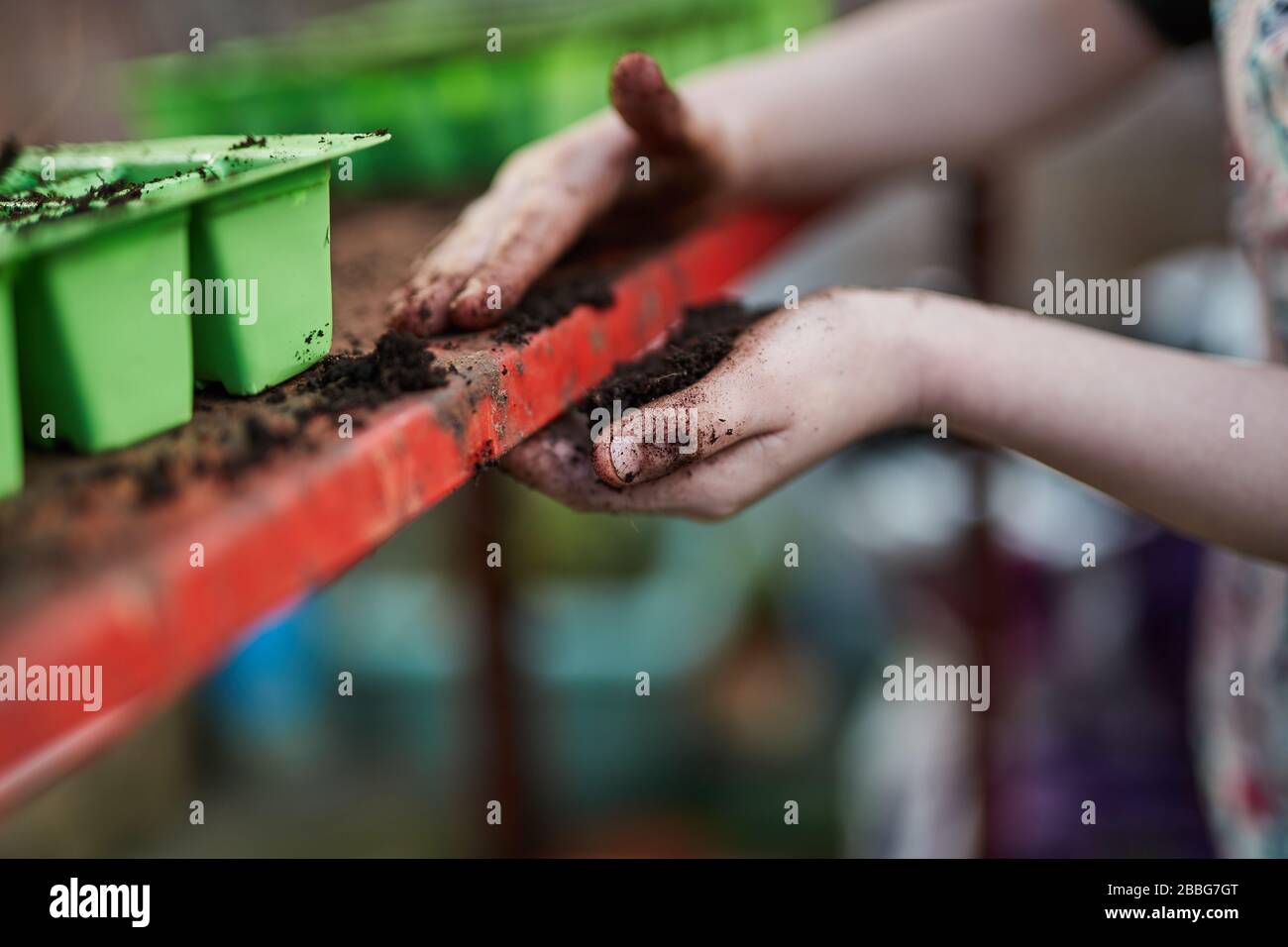 Two Primary school aged children plant seeds in green plastic seed ...