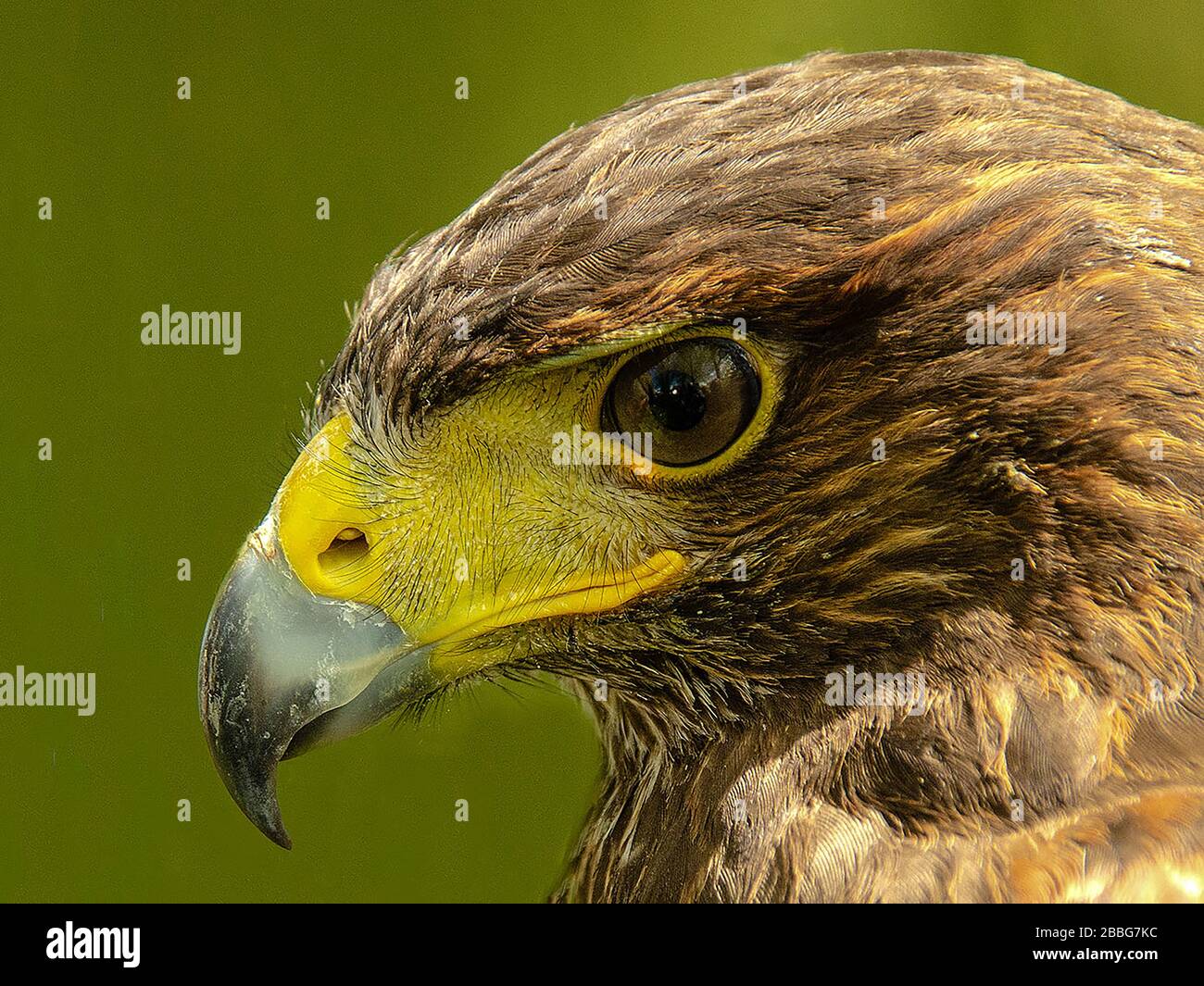 close up of hawk head Stock Photo - Alamy