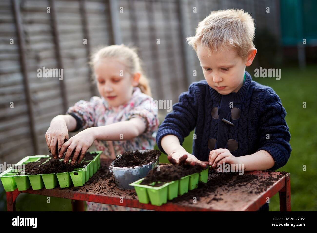 Two Primary school aged children plant seeds in green plastic seed ...
