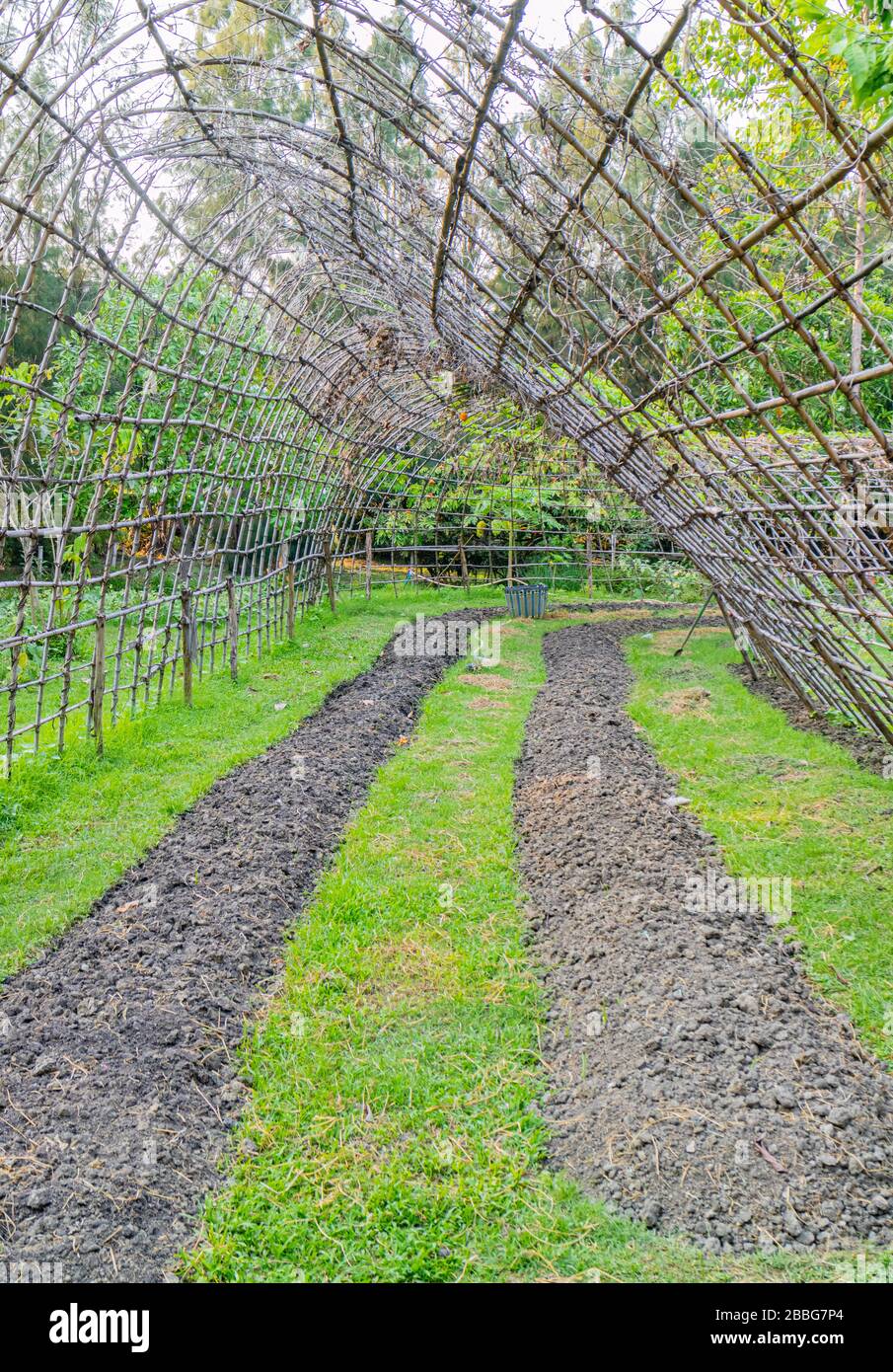 Organic vegetable farms are preparing areas for growing ground cover ...