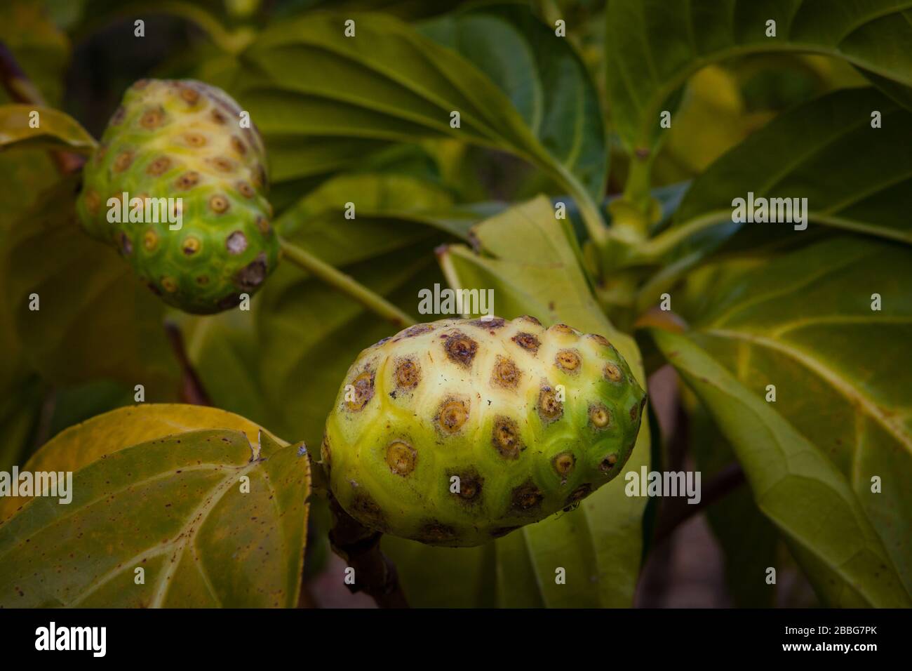 Noni tree hi-res stock photography and images - Alamy